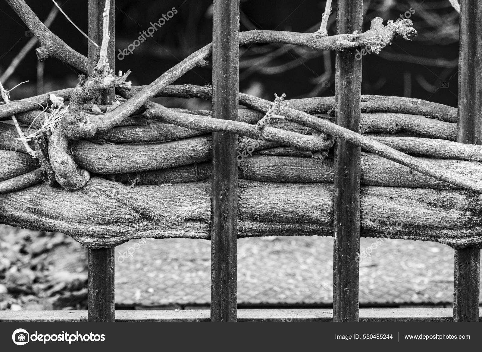 Old Rusty Metal Fence Tree — Stock Photo © Wirestock #550485244