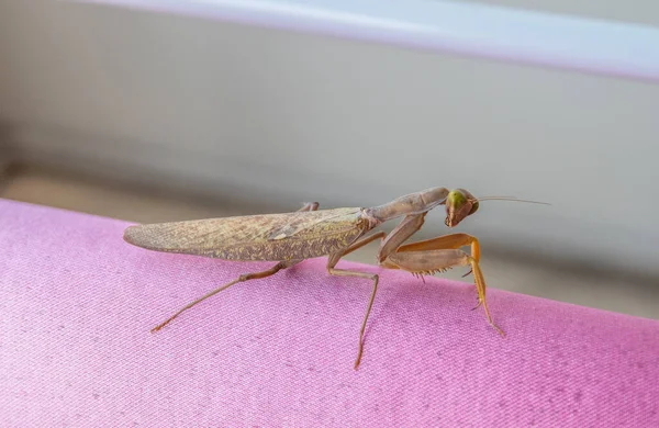 메뚜기가 알을 낳는다