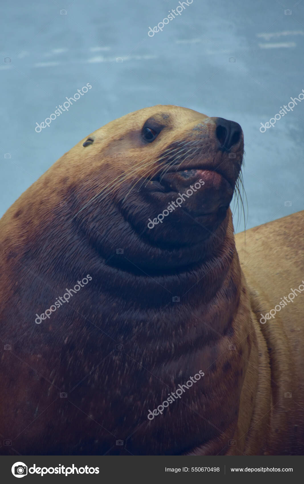 Close Seal — Stock Photo © Wirestock #550670498
