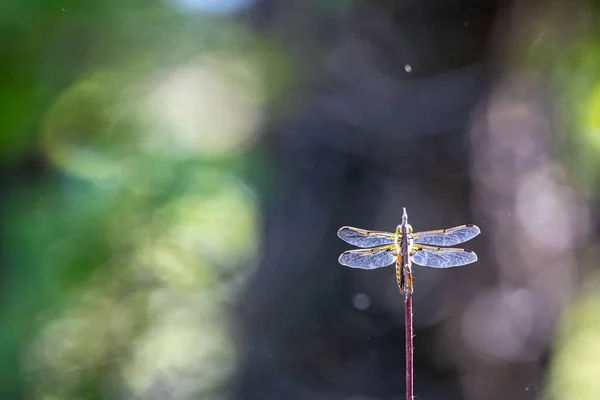 Alas libélula fotos de stock, imágenes de Alas libélula sin royalties ...