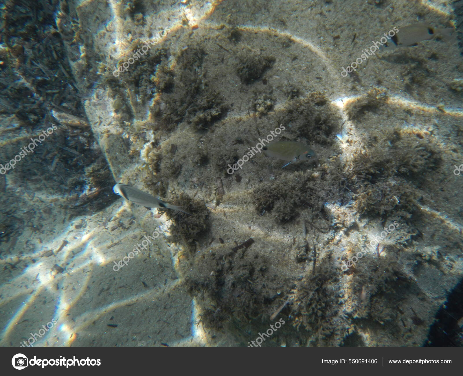 Close Fish Water — Stock Photo © Wirestock #550691406