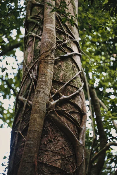 Tree of awakening Stock Photos, Royalty Free Tree of awakening Images ...