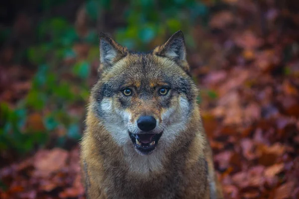 Wolf in the forest Stock Photos, Royalty Free Wolf in the forest Images ...