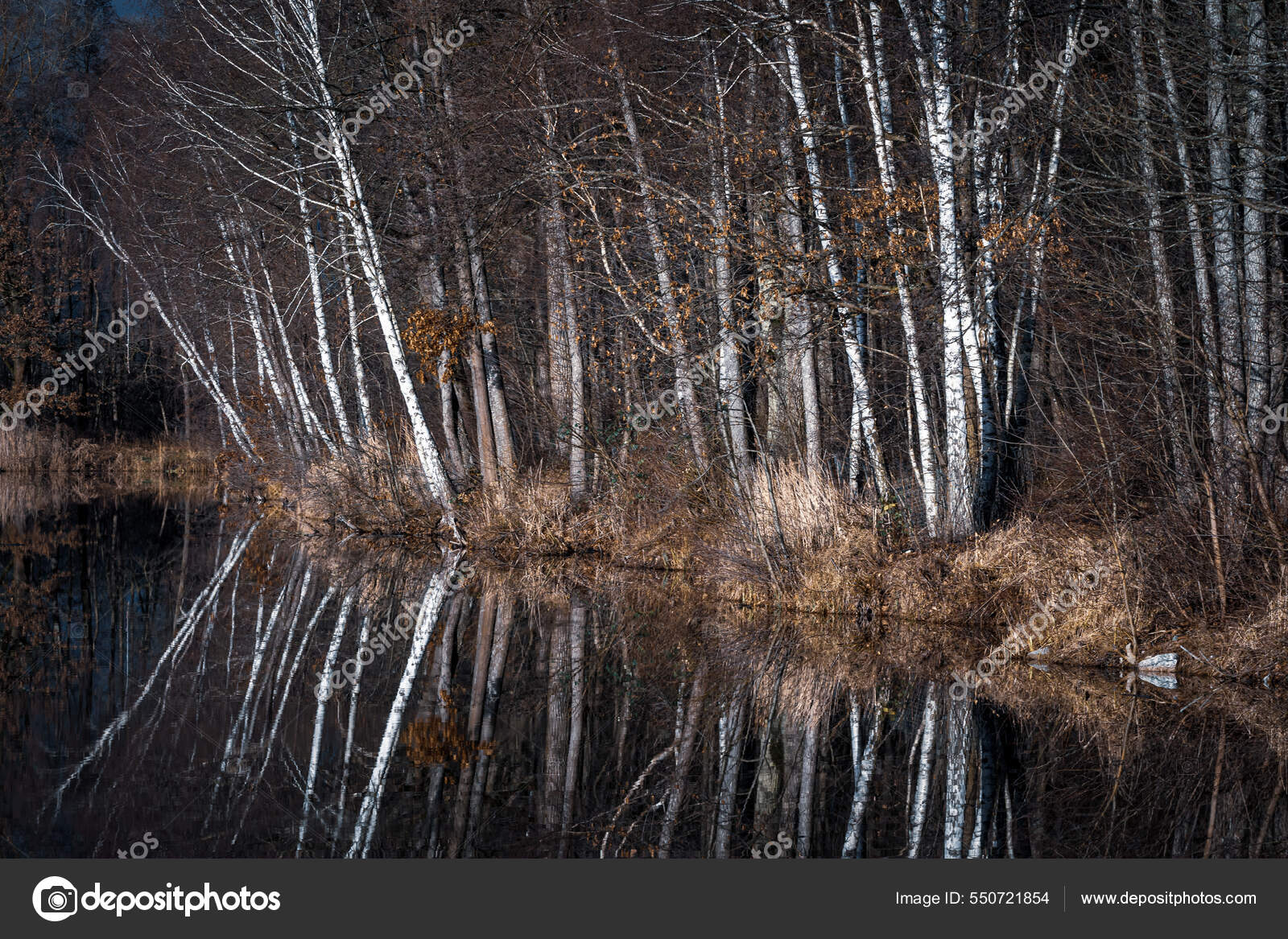 Beautiful Landscape River Forest — Stock Photo © Wirestock #550721854