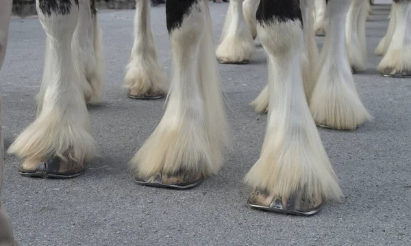 Split Hooves