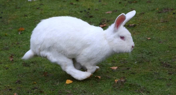 Conejo corriendo fotos de stock, imágenes de Conejo corriendo sin ...