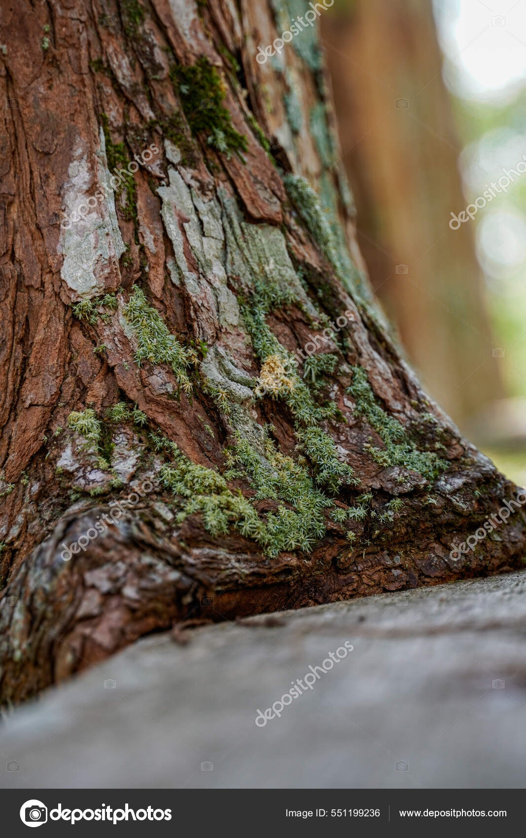Tree Bark Background With Moss