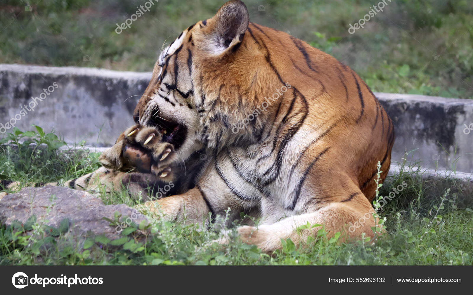 Tiger Zoo — Stock Photo © Wirestock #552696132