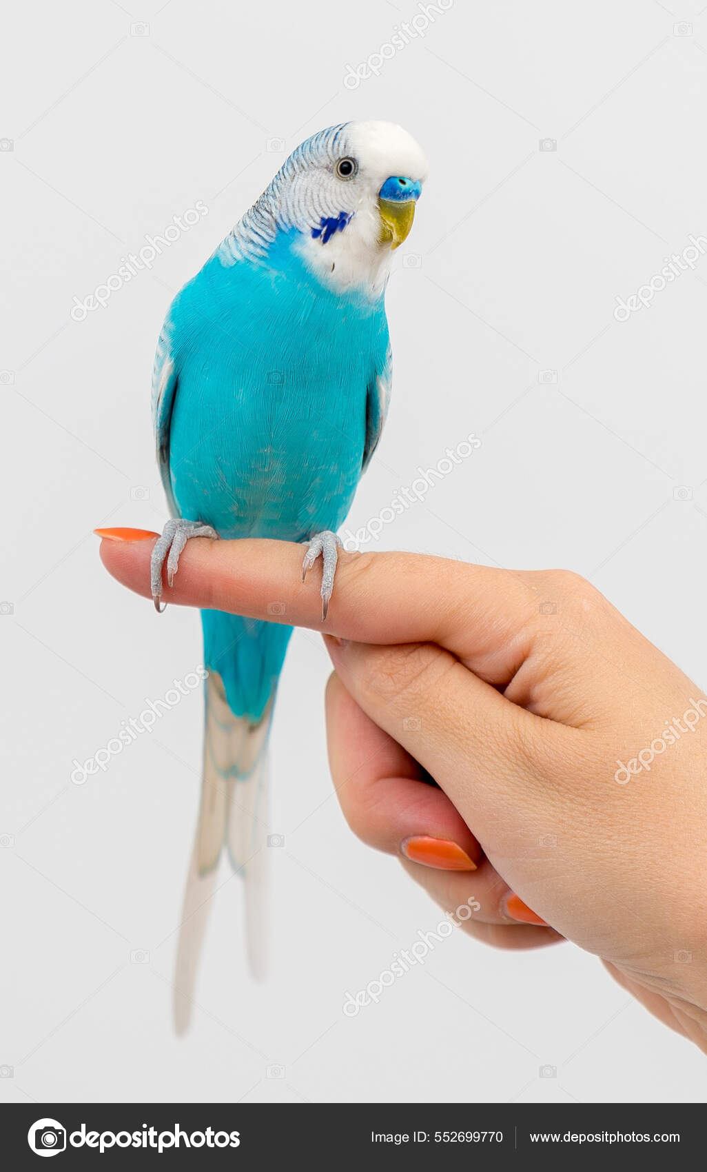 Blue Parrot Sitting White Background — Stock Photo © Wirestock #552699770
