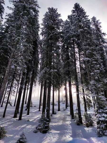 Beautiful winter trees Stock Photos, Royalty Free Beautiful winter ...
