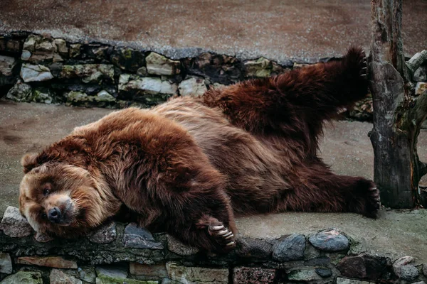 Oso durmiendo Stock Photos, Royalty Free Oso durmiendo Images ...