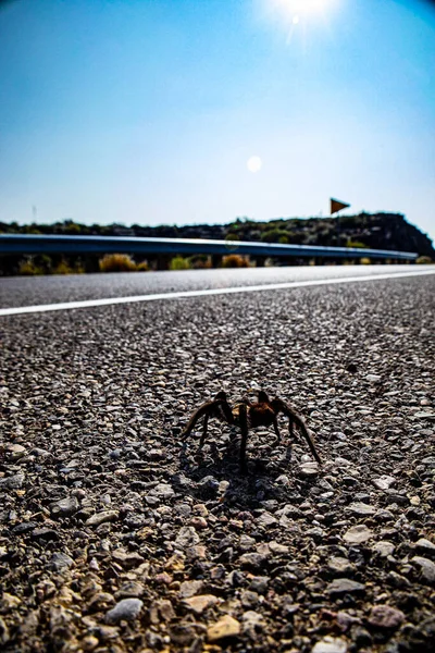 Roadkill on highway Stock Photos, Royalty Free Roadkill on highway ...