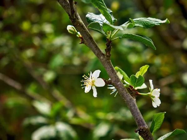 Japanese medlar Stock Photos, Royalty Free Japanese medlar Images ...