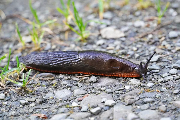 Giant Slug