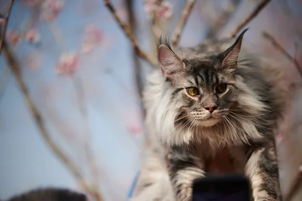 Tibetan cat Stock Photos, Royalty Free Tibetan cat Images | Depositphotos