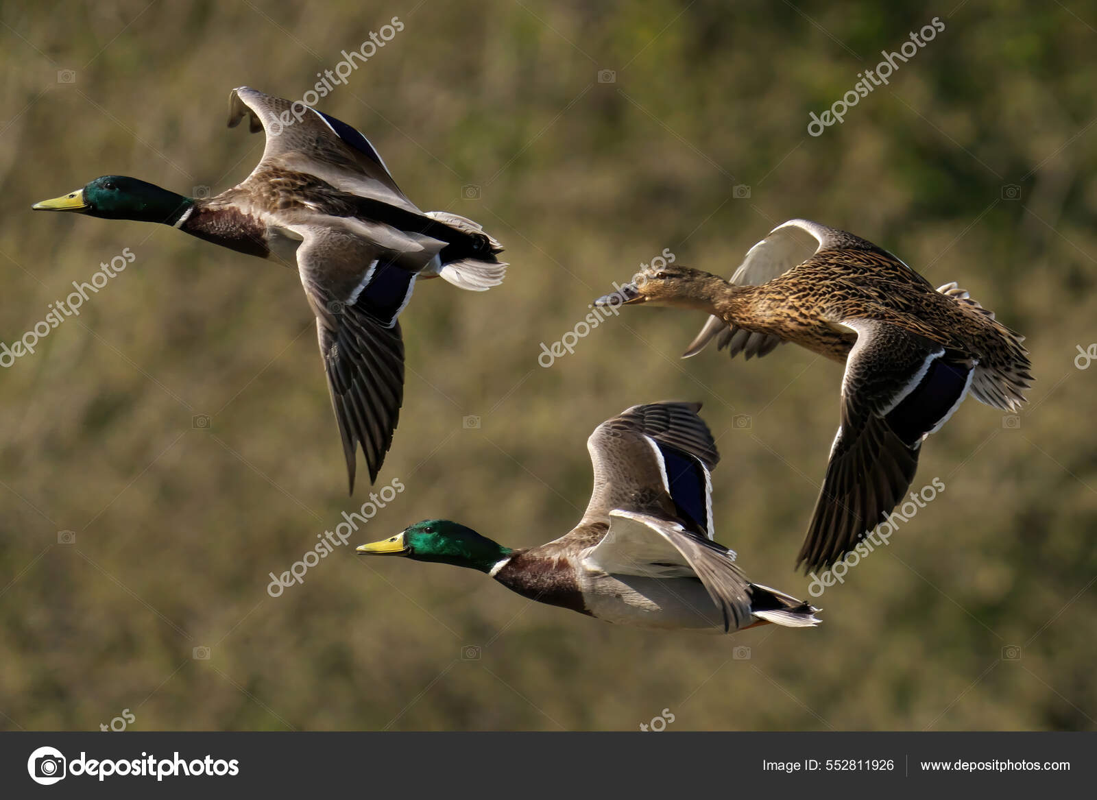 Mallards Flying Over Water