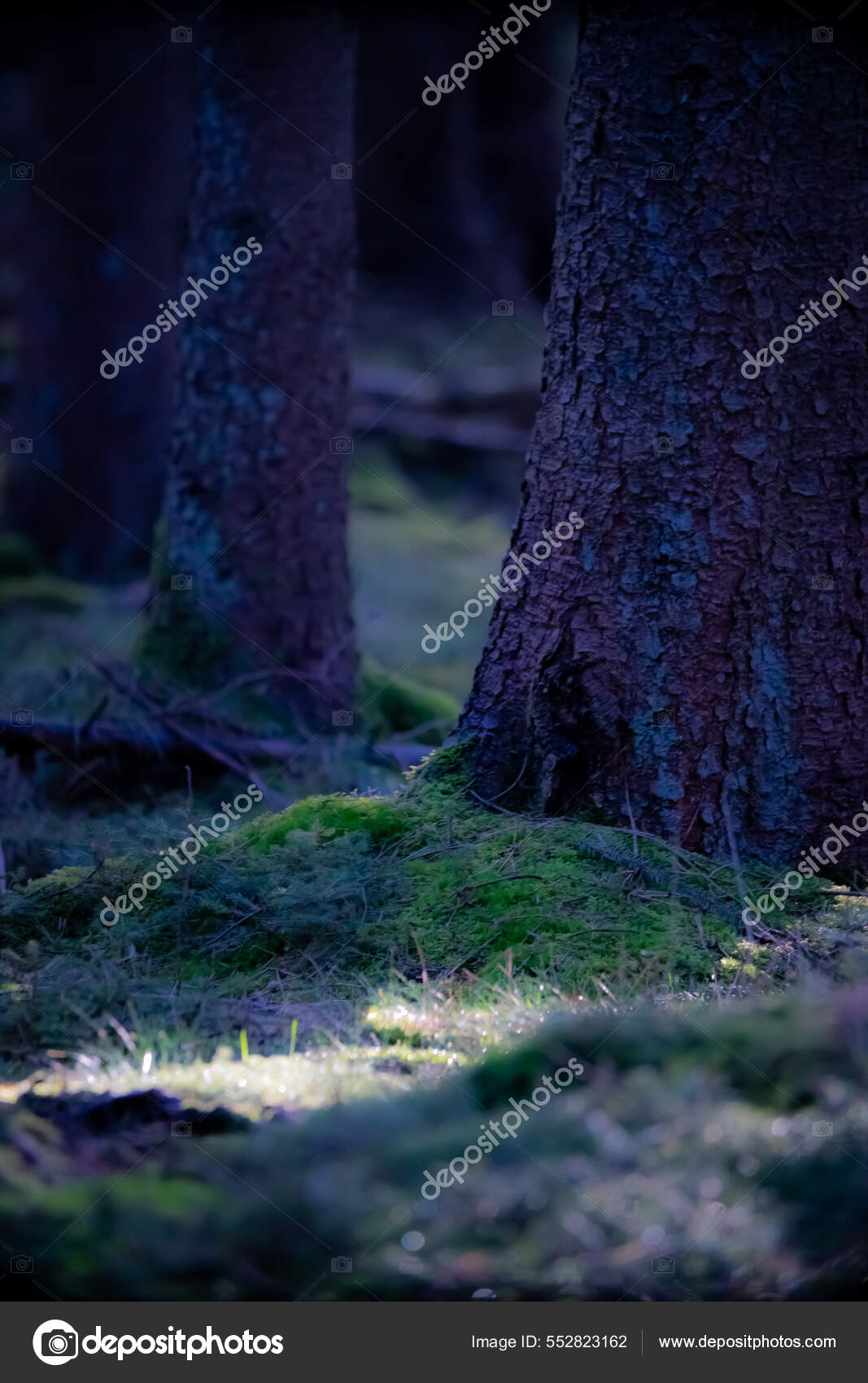 Beautiful Forest Park — Stock Photo © Wirestock #552823162
