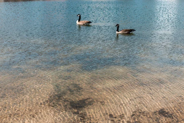 Lac canards images libres de droit, photos de Lac canards | Depositphotos