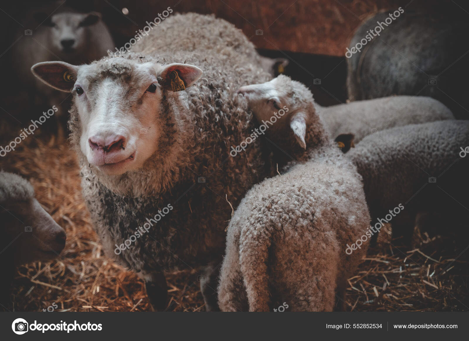 Sheep Farm Background Close Stock Photo by ©Wirestock 552852534