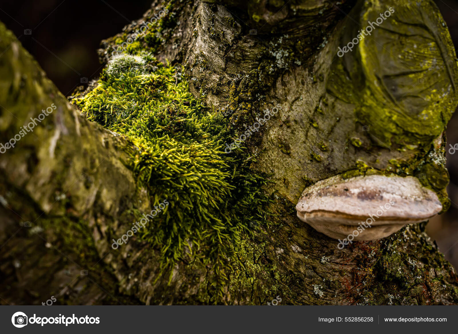 Green Moss Tree Nature Background — Stock Photo © Wirestock #552856258