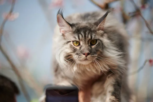 Tibetan cat Stock Photos, Royalty Free Tibetan cat Images | Depositphotos