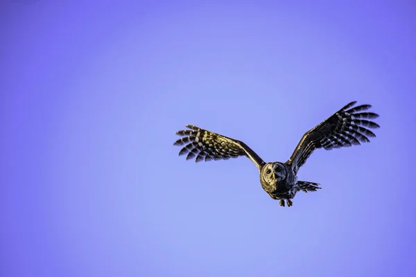 Imágenes de Búho volando libres de derechos | Depositphotos