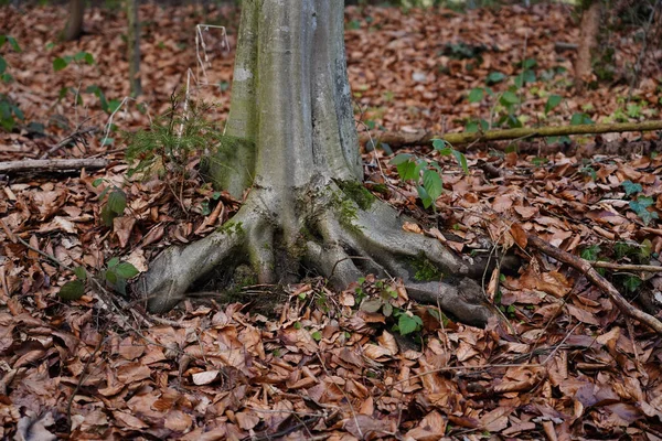 Tree trunk roots Stock Photos, Royalty Free Tree trunk roots Images ...
