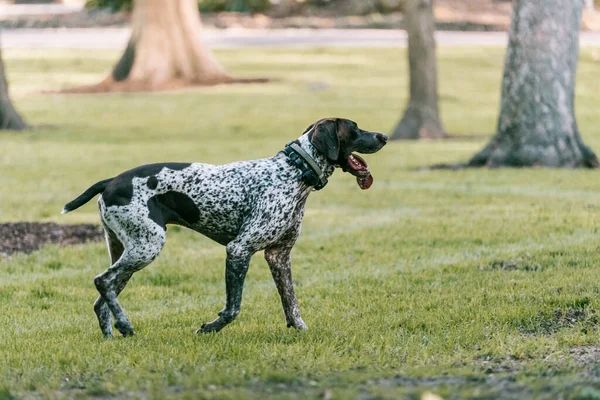 Dog park poop Stock Photos, Royalty Free Dog park poop Images | Depositphotos