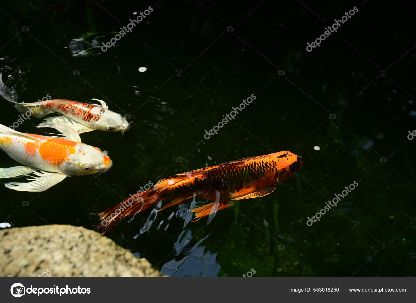 Red Fish Swim Water — Stock Photo © Wirestock #553018250