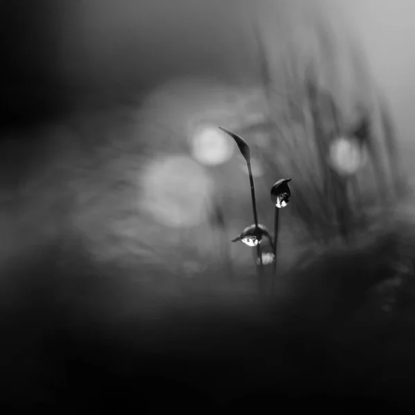 Fragilidade dos sentimentos humanos Stock Photos, Royalty Free ...