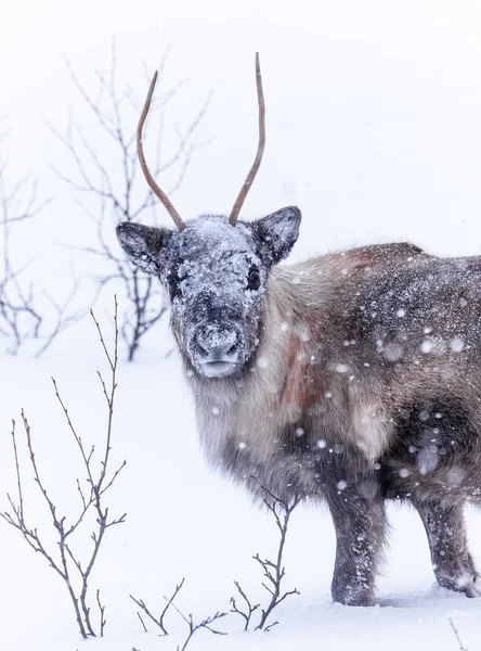 Deer Snow Wallpaper