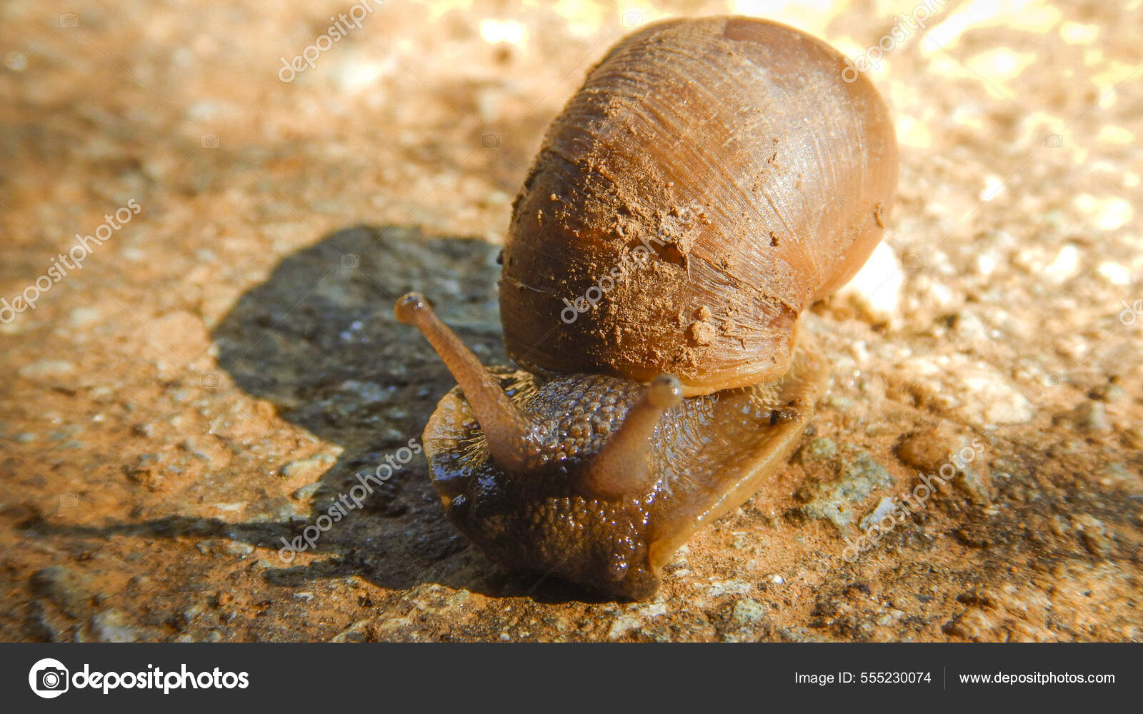 Snail Ground — Stock Photo © Wirestock #555230074