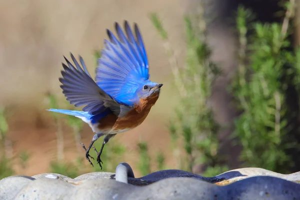 Blue Bird In Flight