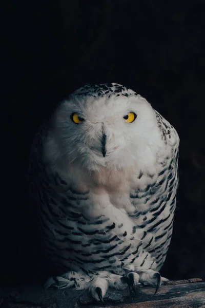 Real owl Stock Photos, Royalty Free Real owl Images | Depositphotos