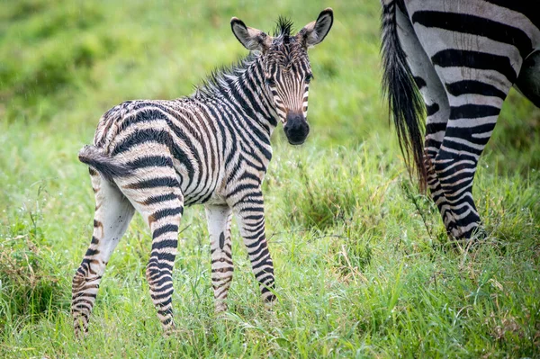 Cute Newborn Baby Zebra