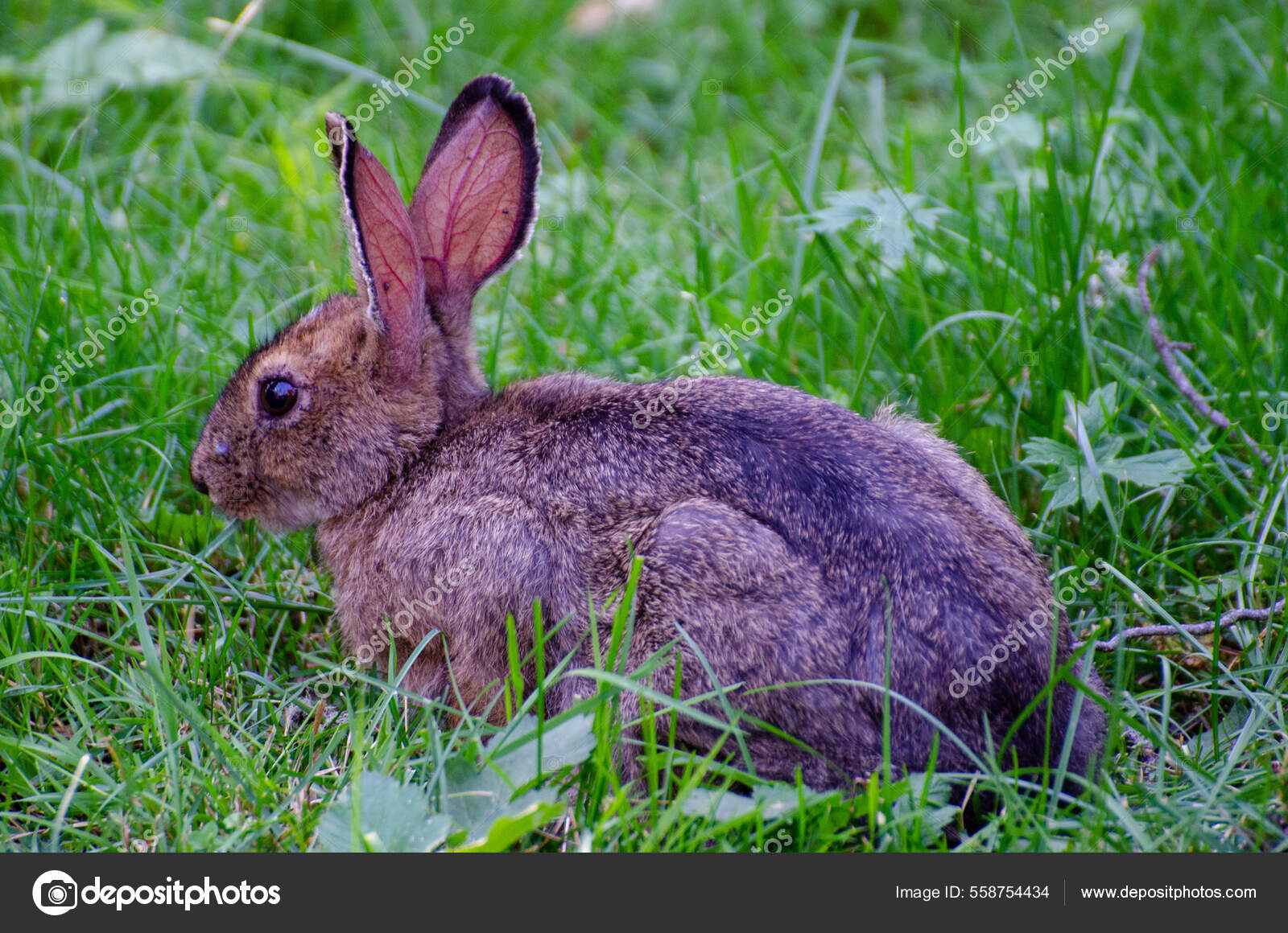 Cute Rabbit Grass — Stock Photo © Wirestock #558754434