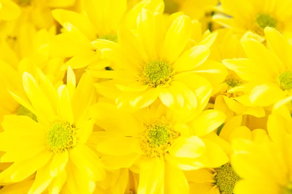 Yellow Flower Background 100+] Yellow Flower Backgrounds