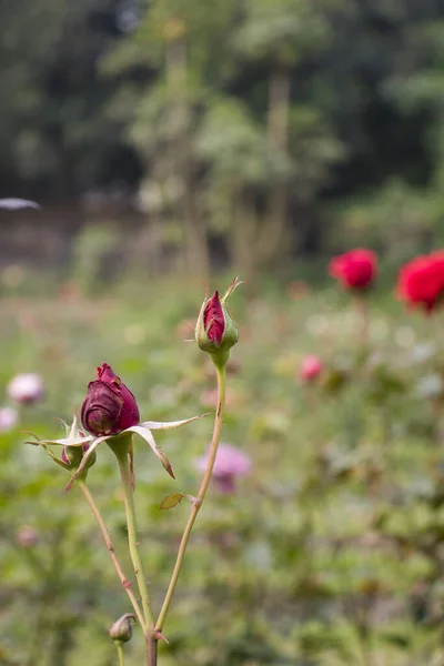 A skeleton takes a picture of a rose dslr camera from a distance Stock ...