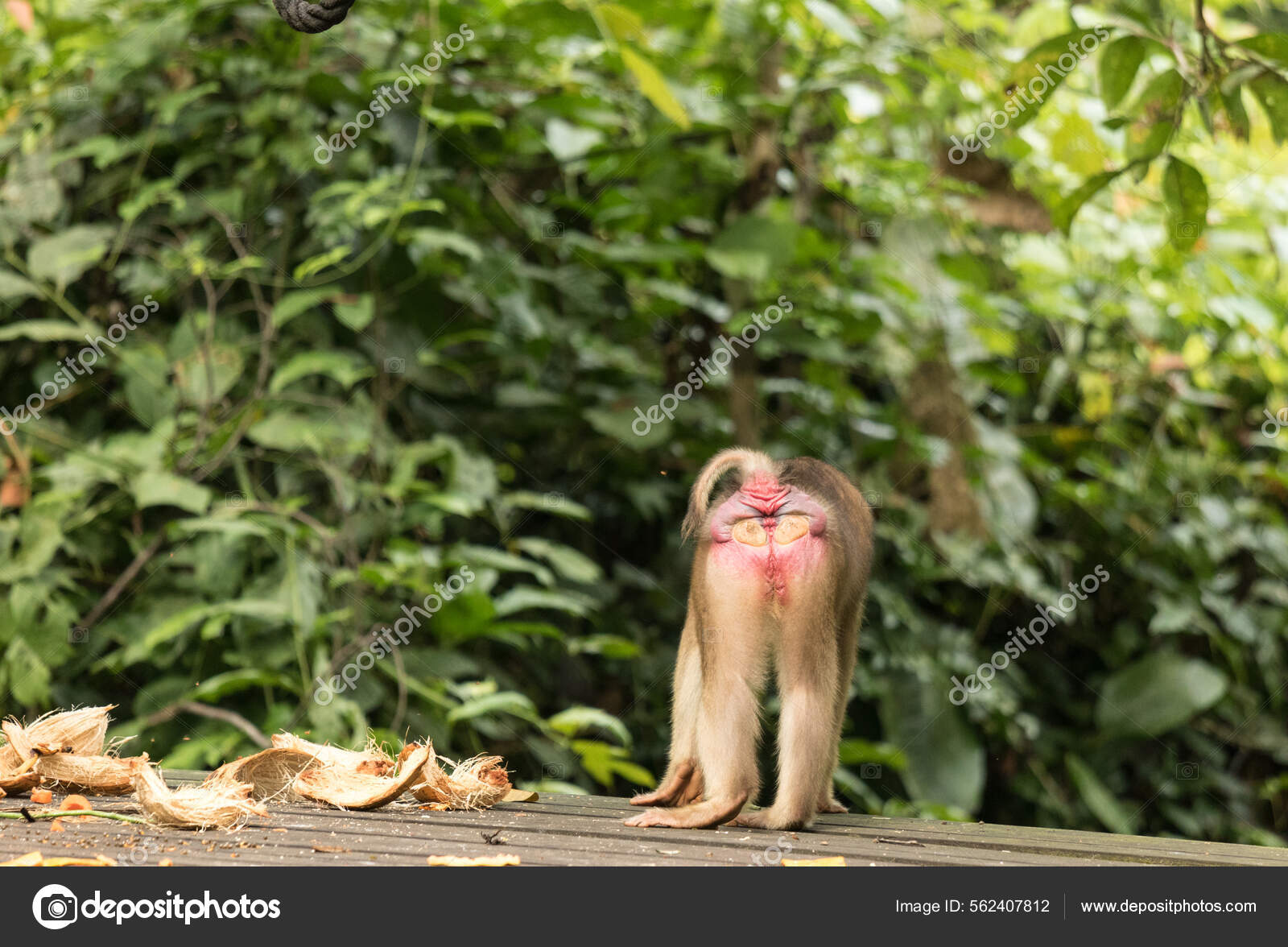 Closeup Shot Cute Monkey — Stock Photo © Wirestock #562407812