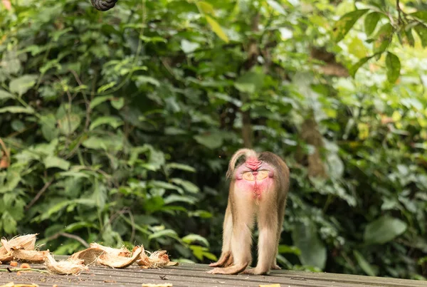 Makaak eten Stock Photos, Royalty Free Makaak eten Images | Depositphotos