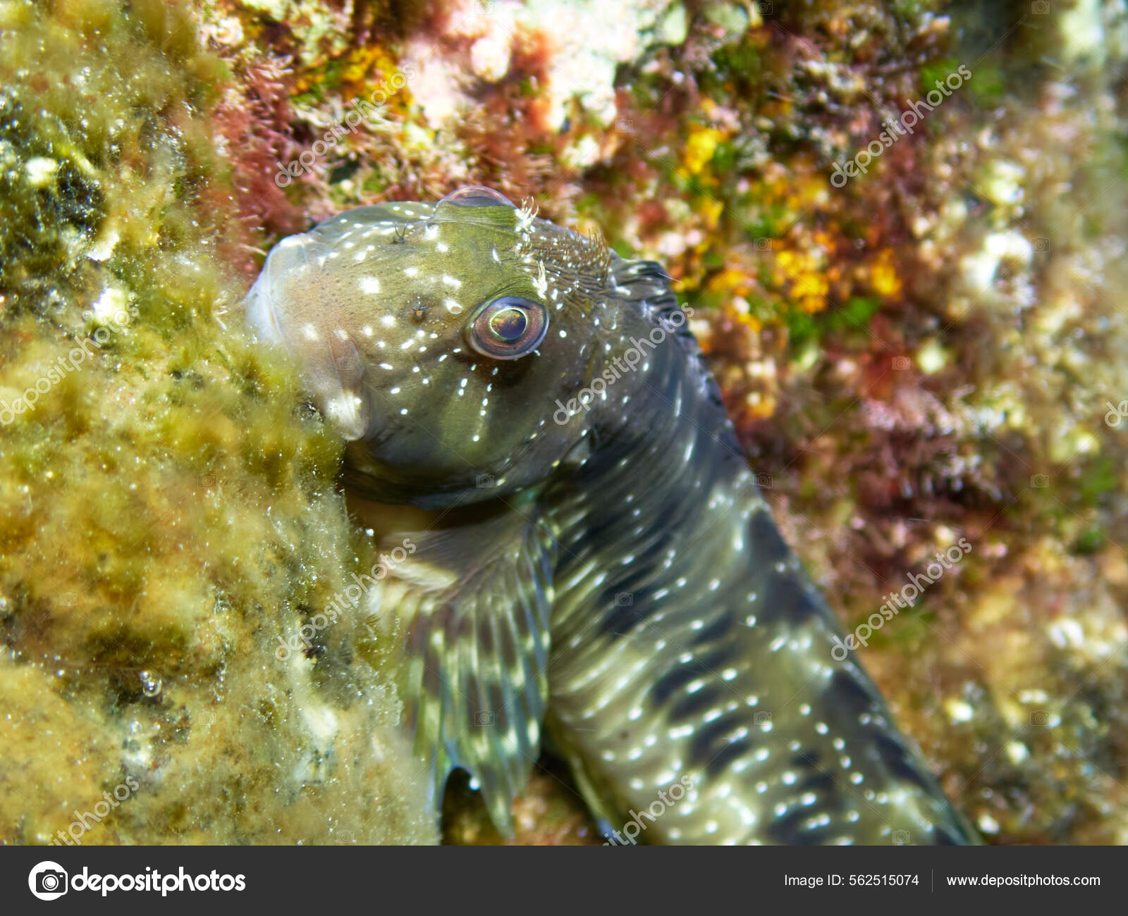 Close Beautiful Tropical Fish — Stock Photo © Wirestock #562515074