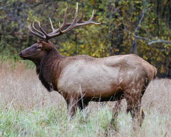 Elk Stock Photos, Royalty Free Elk Images | Depositphotos