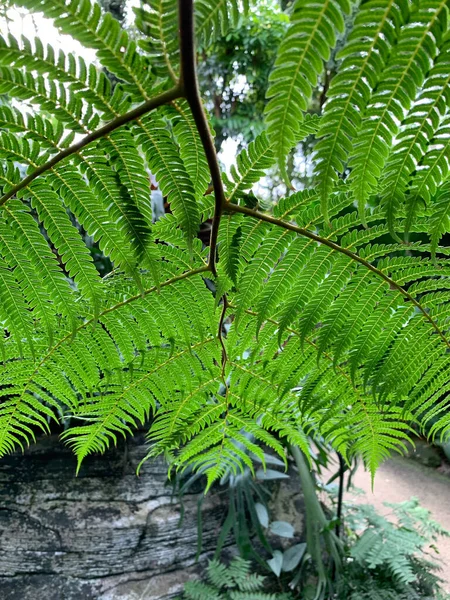 Mimosa tree Stock Photos, Royalty Free Mimosa tree Images | Depositphotos