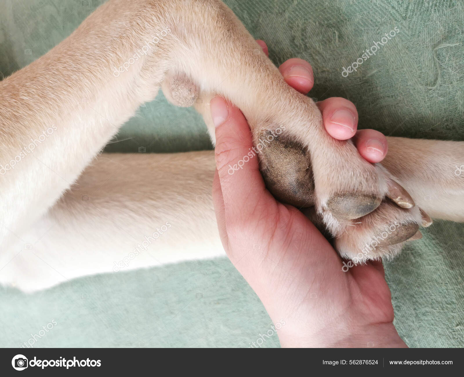 Close Hand Man Dog — Stock Photo © Wirestock #562876524