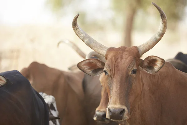 Cattle mali africa Stock Photos, Royalty Free Cattle mali africa Images ...