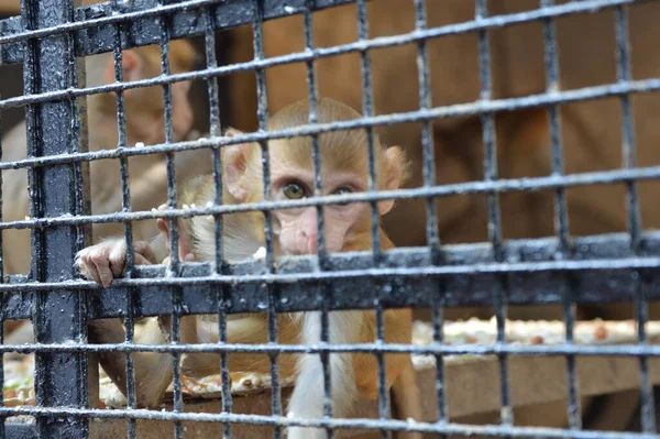 Captive Monkey Cage Sad Face — Stock Photo © Wirestock #499858932