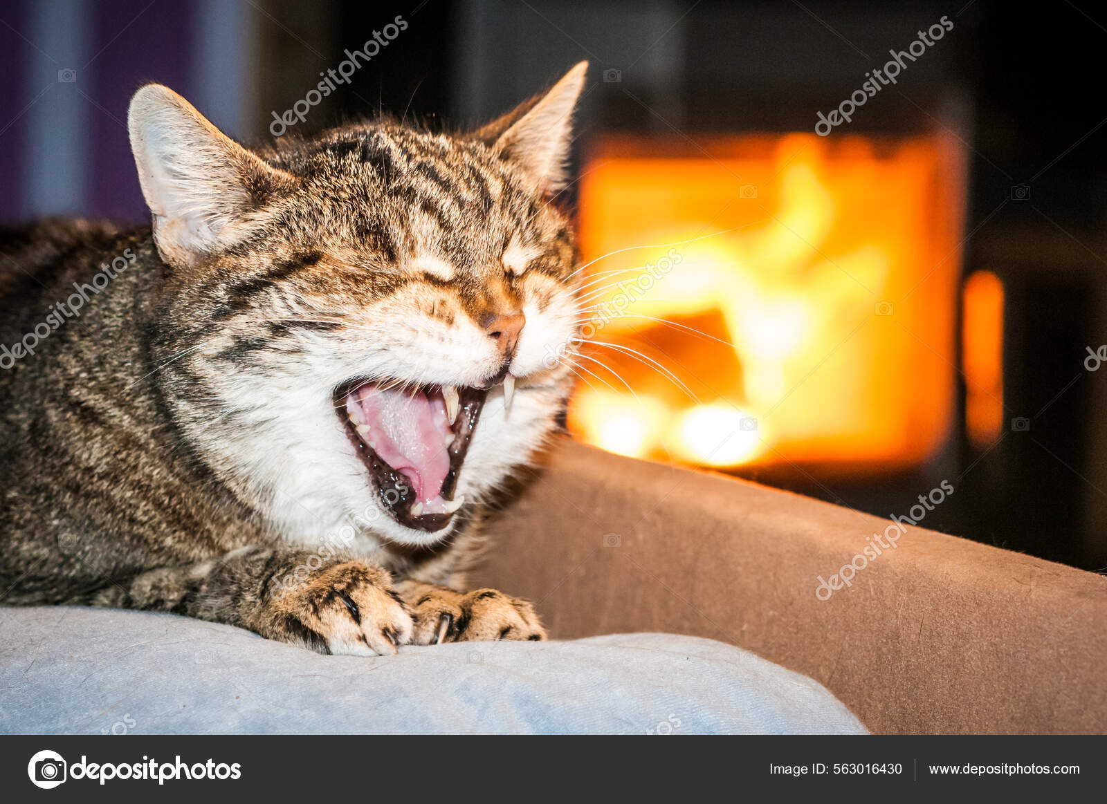Cute Yawning Cat