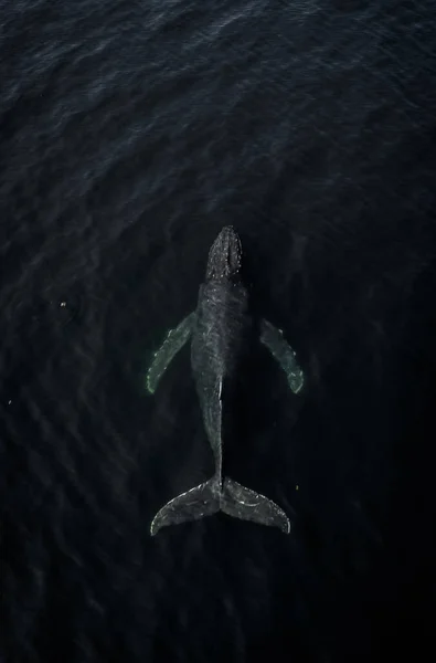 Ballena polar fotos de stock, imágenes de Ballena polar sin royalties ...