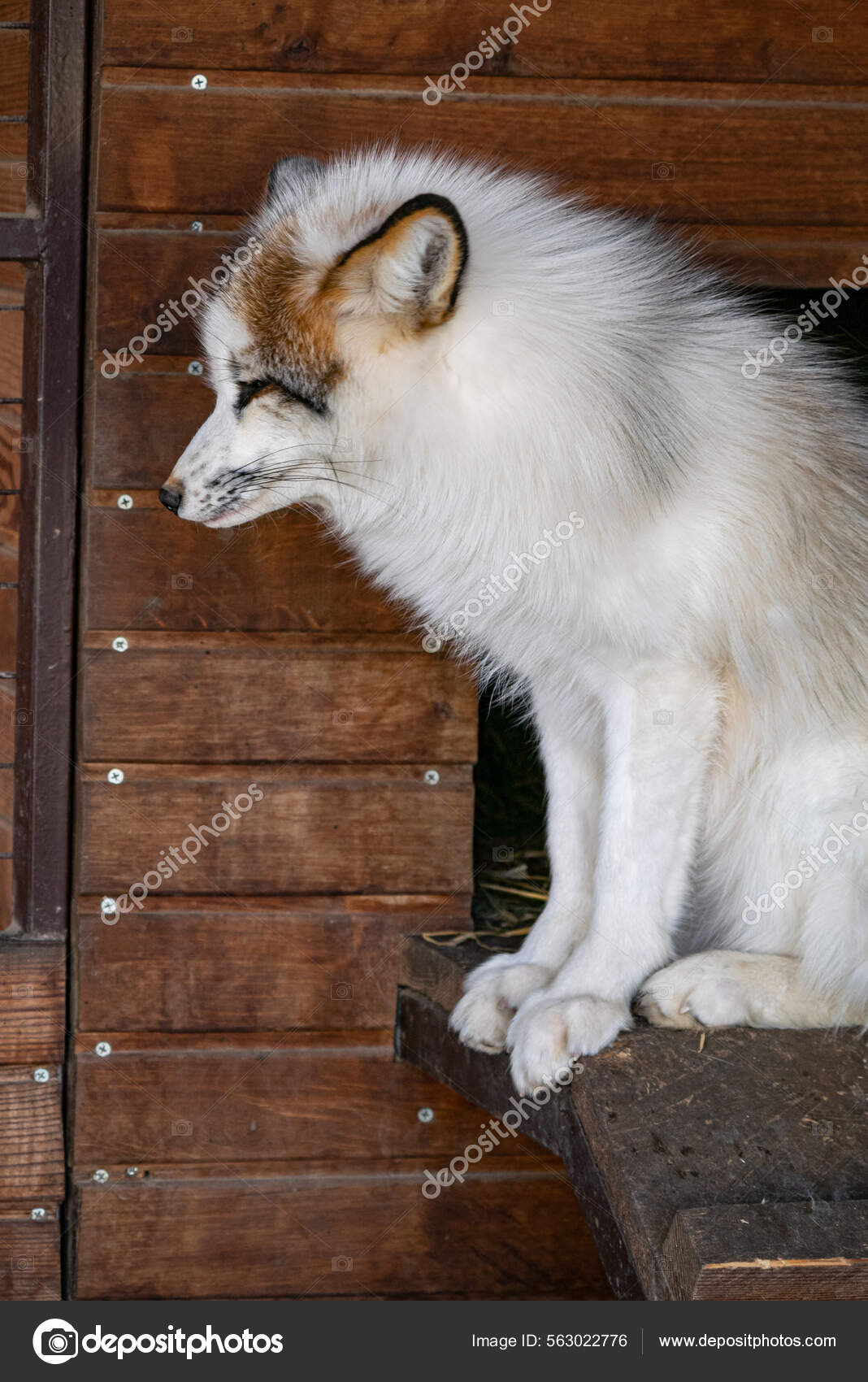 Portrait Cute White Fox Background Close — Stock Photo © Wirestock ...