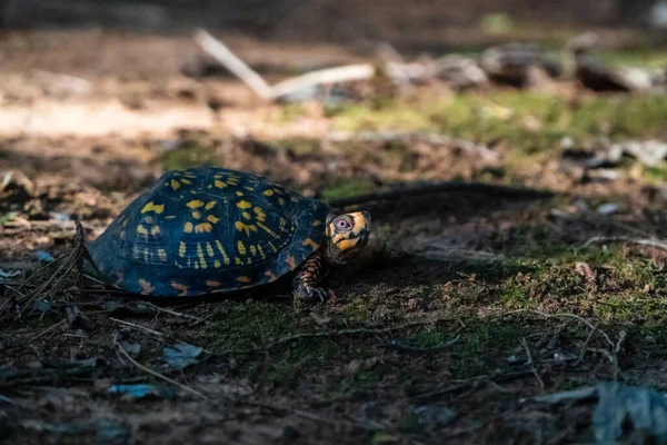 Turtle Ground Stock Photo by ©Wirestock 563773382